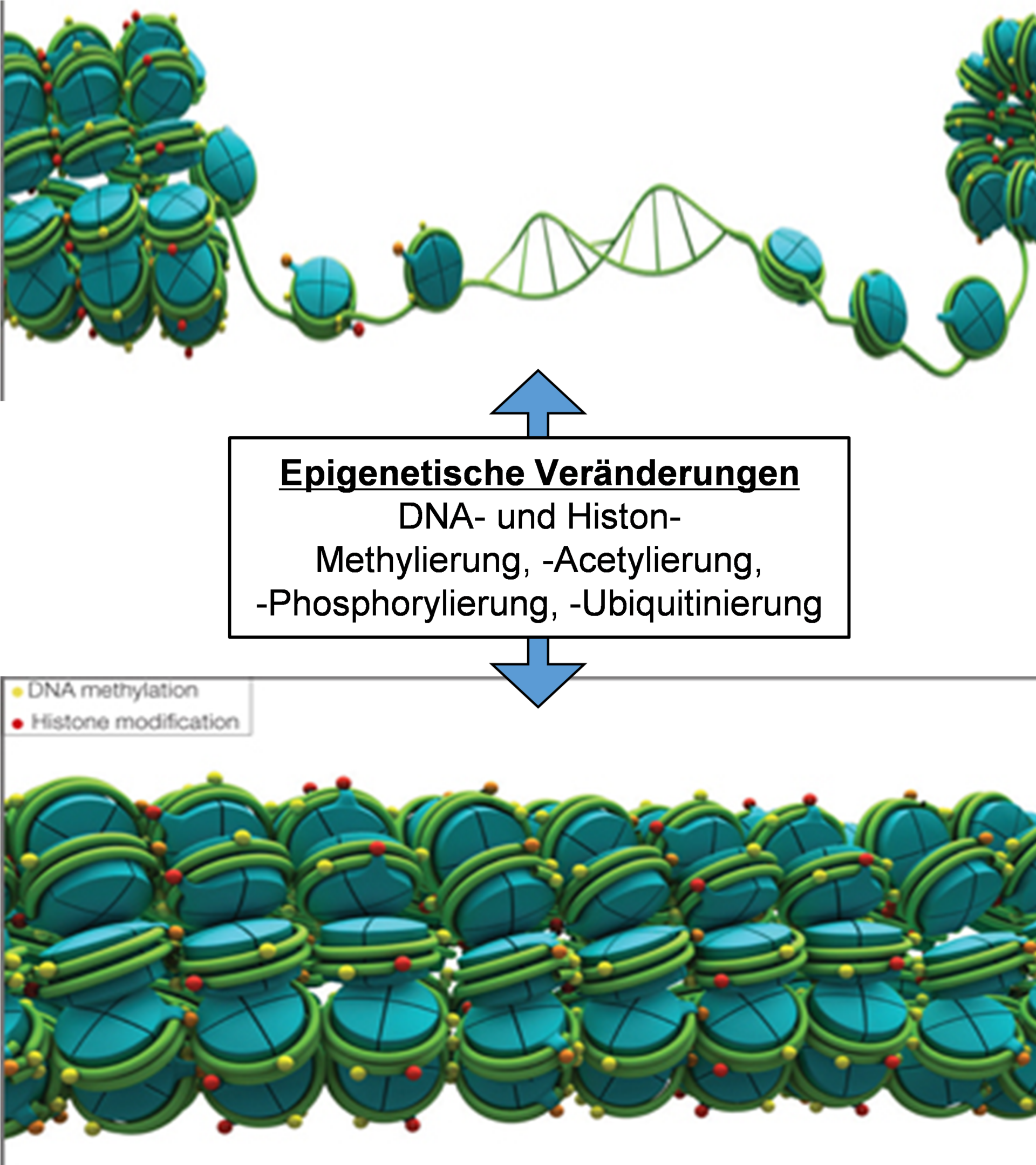 Die Rolle der Epigenetik in Gefässerkrankungen – Universitätsspital Zürich