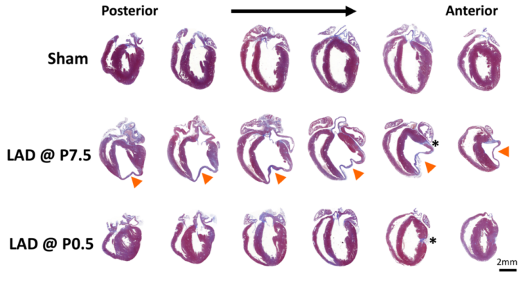 Research Group: Cardiac regeneration (Group leader: Dr. med. Bernhard ...