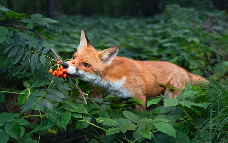 Fox tapeworm - more than just an annoying parasite – USZ