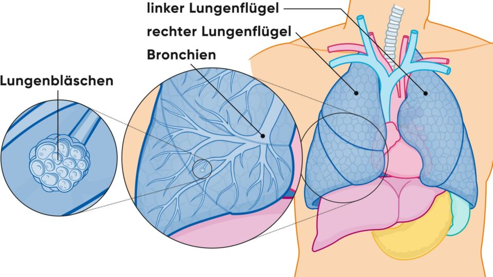 Lunge – Aufbau, Funktion, Erkrankungen – USZ